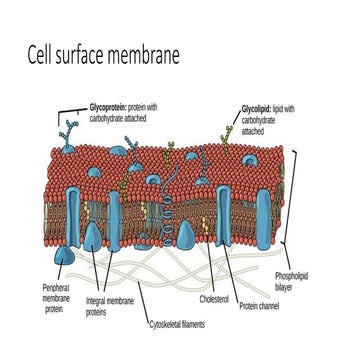 A level Biology Cell surface membrane and transport.pptx