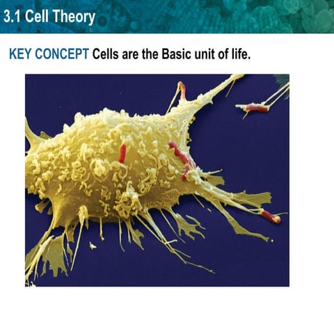 cell theory.pptcell theory.pptcell theory.pptcell theory.ppt