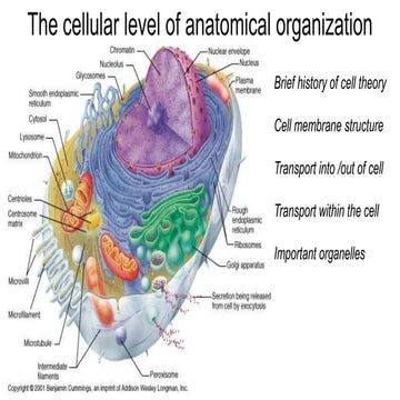 Cell theory membrane structure cell transport and important organelles ...