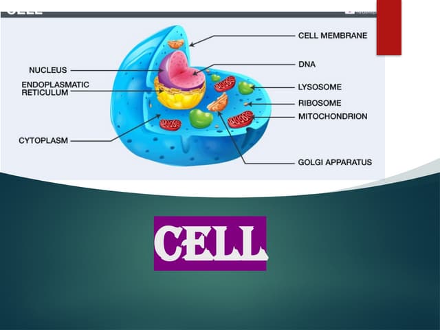 Structure of a human cell | PPTX