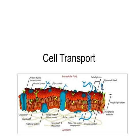 Cell_Transport.ppt