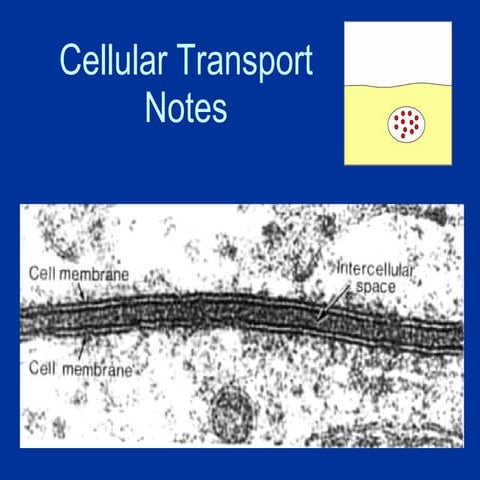 Cell transport notes 2006 | PPT