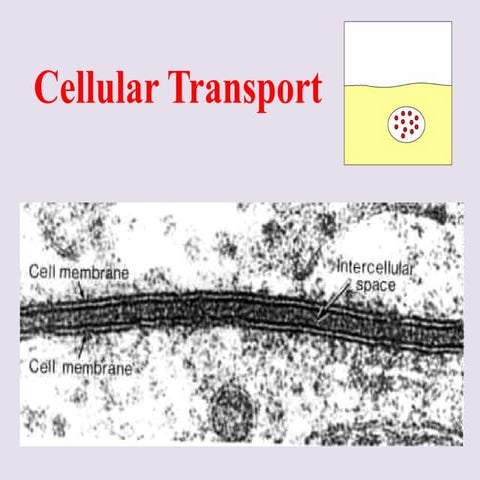 Cell Transport Powerpoint.pptx........................ | PPTX