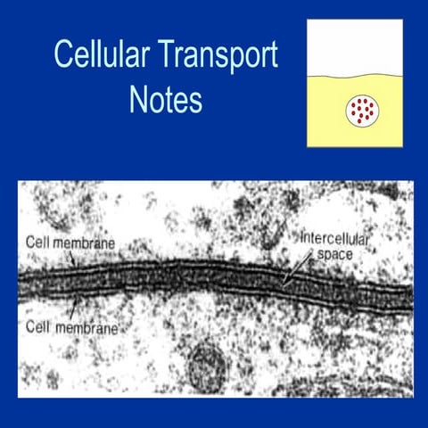 Cell Transport PowerPoint, including active transport, passive ...