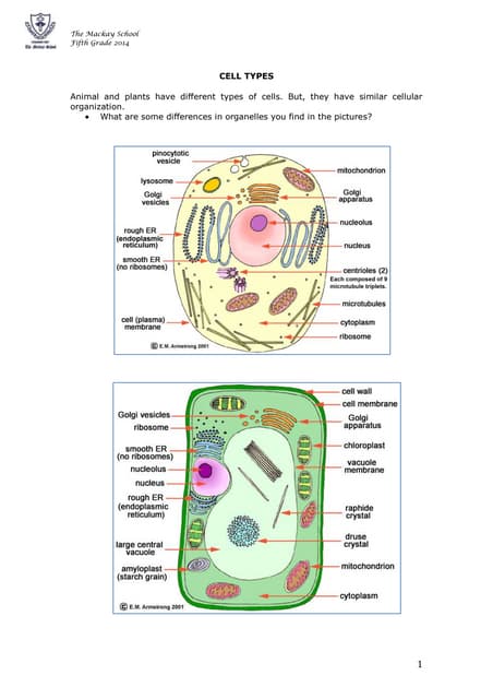 cells - grade 6 | PPTX