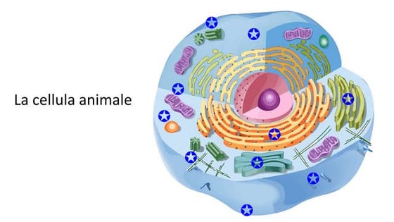 Cellula ripasso | PPT