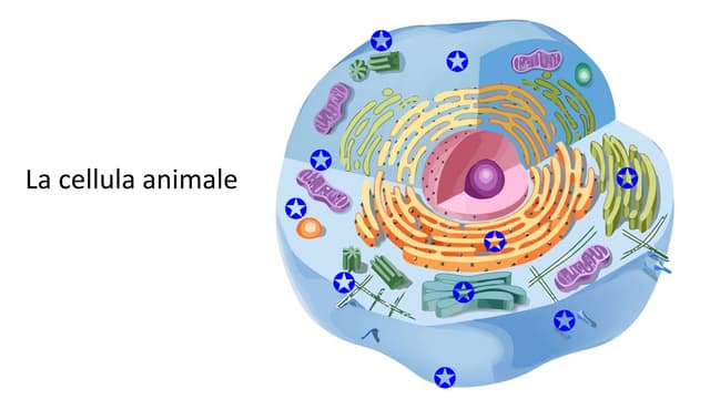 1 la cellula | PPT