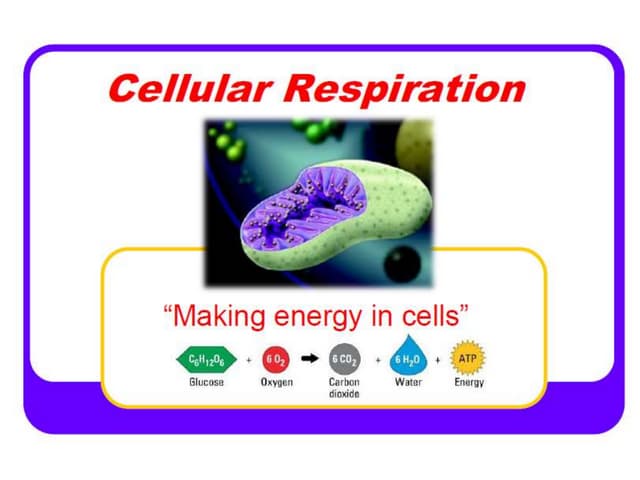 8.2 Cellular Respiration 2014 | PPTX