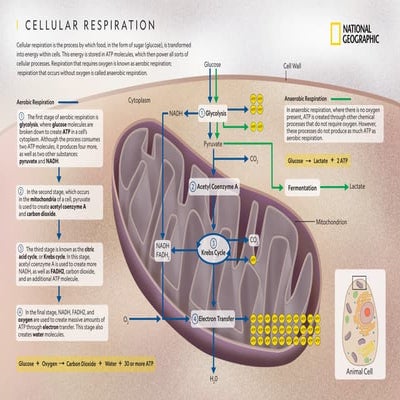cellular-respiration.pdf