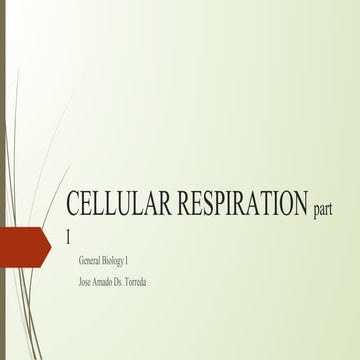 Cellular Respiration Essay | PDF