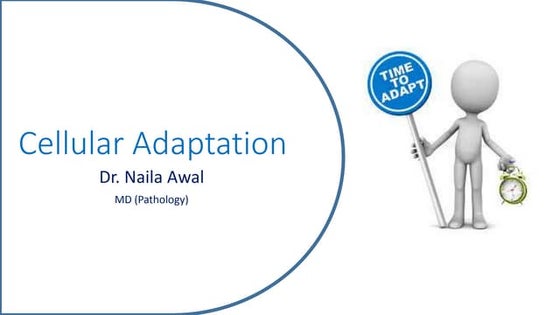 Adaptation | PDF