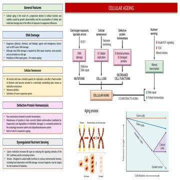 Cellular ageing FOR MBBS AND PATHOLOGY STUDENTS | PPTX