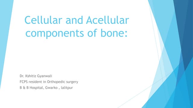 1 Bone Structure and Composition | PPTX | Bone and Joint Conditions | Diseases and Conditions