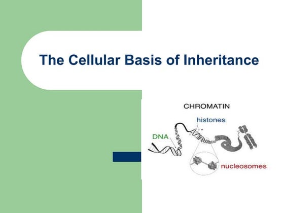 Mitosis And Meiosis | PPT