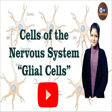 Nervous System Glial Cells