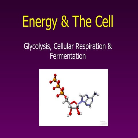 Cellular Respiration PowerPoint | PPT