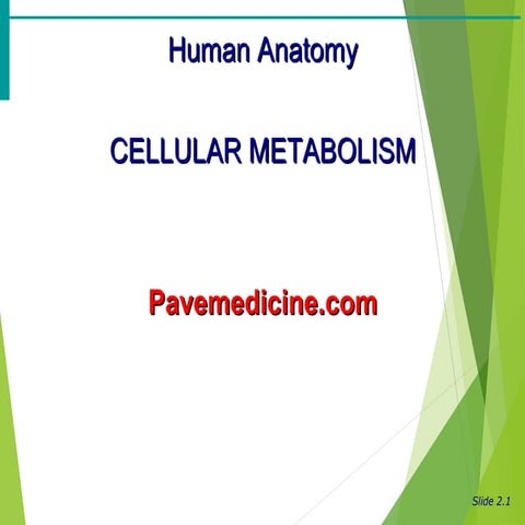 Cellular metabolism | PPT