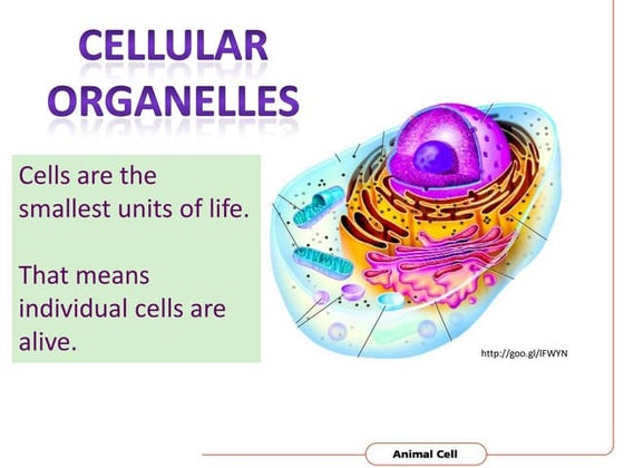 Cell Analogy Example | PPTX
