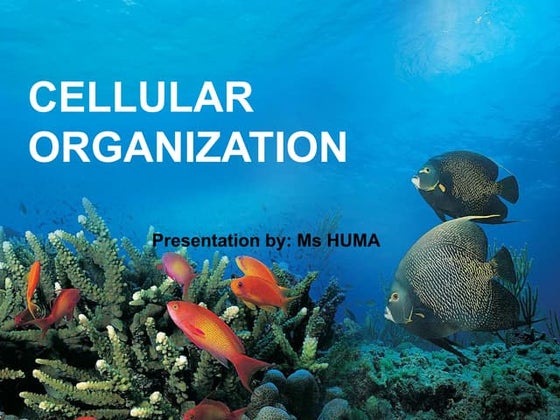 Organization Of Life | PPT