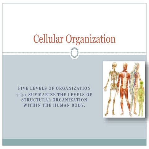 Cellular_Organization.ppt