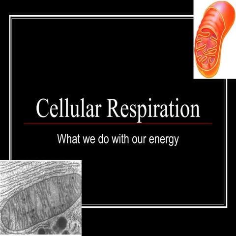 Cellular respiration | PPT