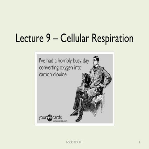 ZOO1- Cellular respiration | PDF