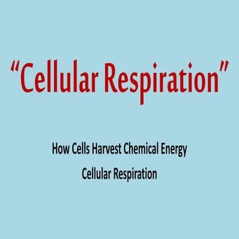 Cellular respiration | PPT