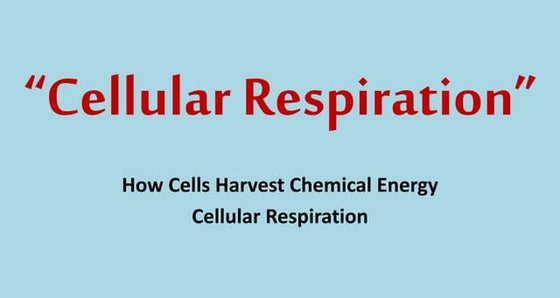 Cell_Respiration.ppt