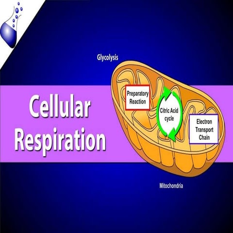 Cellular Respiration.ppt
