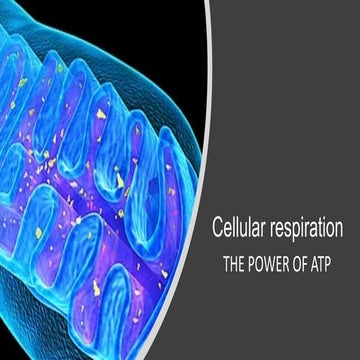 cellular respiration 2022.pptx | Biological Sciences | Science