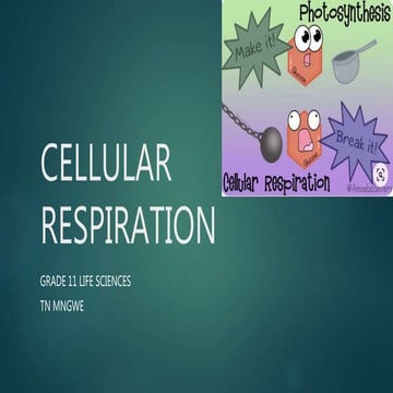 CELLULAR RESPIRATION copy.pptx