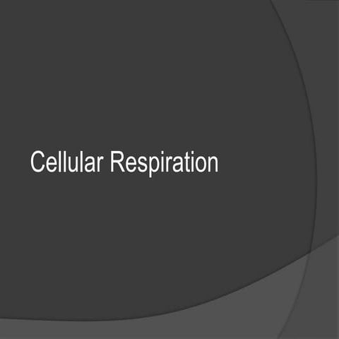 Cellular Respiration presentation by Maria Rashid | PPTX