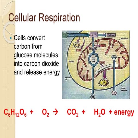 Cellular Respiration | PPT