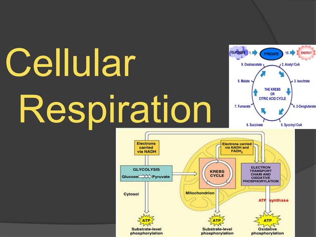 Cellular respiration introduction for 9th grade biology | PPT