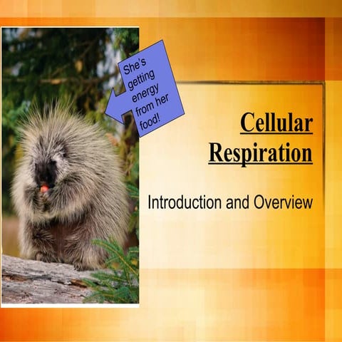 Cellular respiration introduction for 9th grade biology | PPT