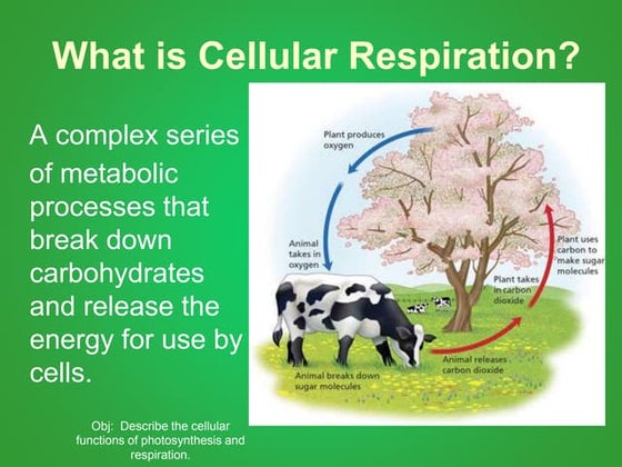 Cellular respiration introduction for 9th grade biology | PPT