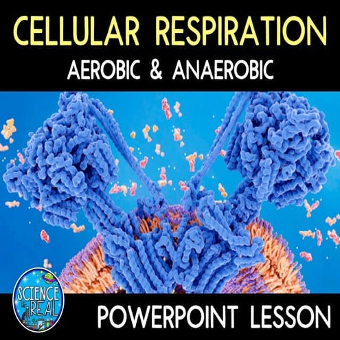 Cellular Respiration Glycolysis, Krebs cycle, Electron Transport | PPTX
