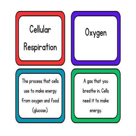 Cellular Respiration Vocabulary Flash Cards | PDF