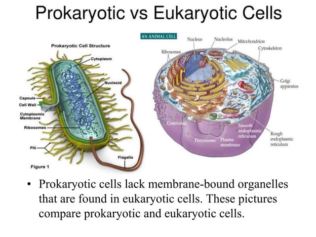Cell Structure And Function Miller And Levine Biology Chapter 7 cell-structure-and-function-miller-and-levine-biology-chapter-7