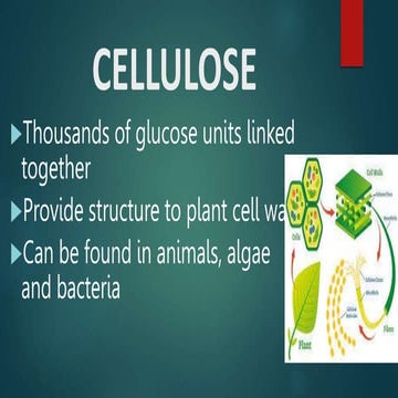 Cellulose.pptx | Biological Sciences | Science