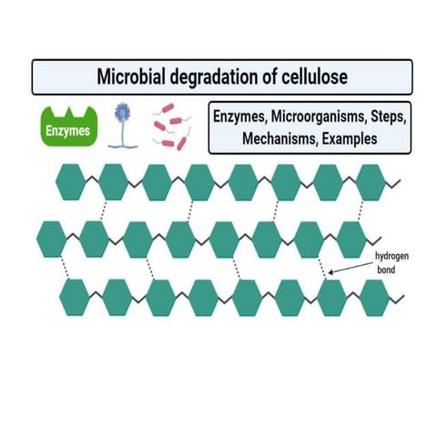 cellulose degradation BY MICROORGANISMS.pptx