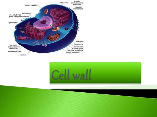 Cell wall structure and function | PPTX
