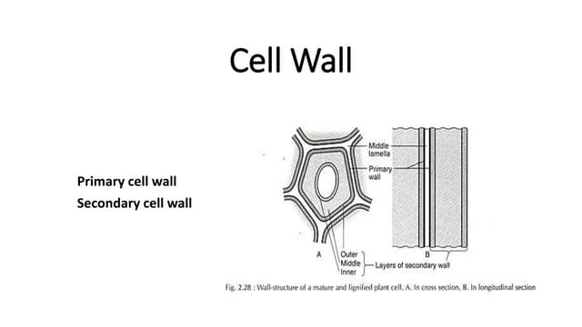 Cell wall structure and function | PPTX