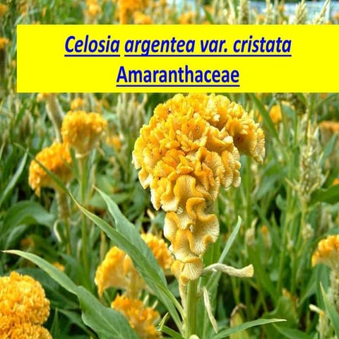 Celosia.pptx
