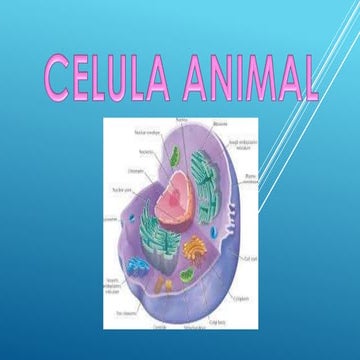 La Celula animal, sus tipos y sus partes | PPTX