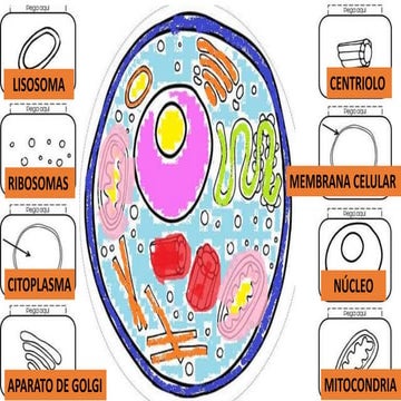 la célula para niños de primaria.pptx
