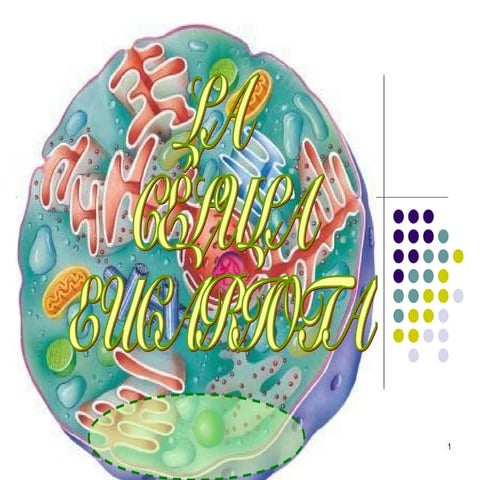 La Celula Eucariota | PPT