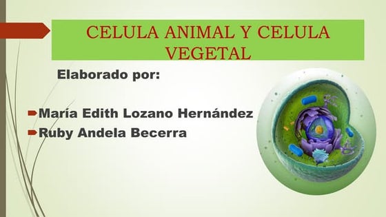 Célula animal y vegetal: diferencias y semejanzas | PDF