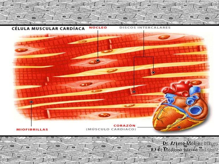 Célula cardiaca