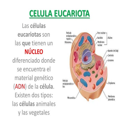 CELULA EUCARIOTA.pptx